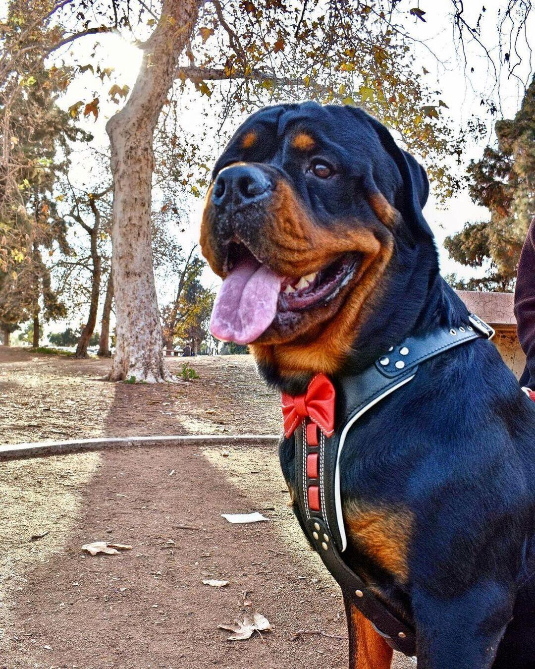 Ham Bowtie-Papion, Piele Naturala, Negru/Rosu, pentru Labrador ...